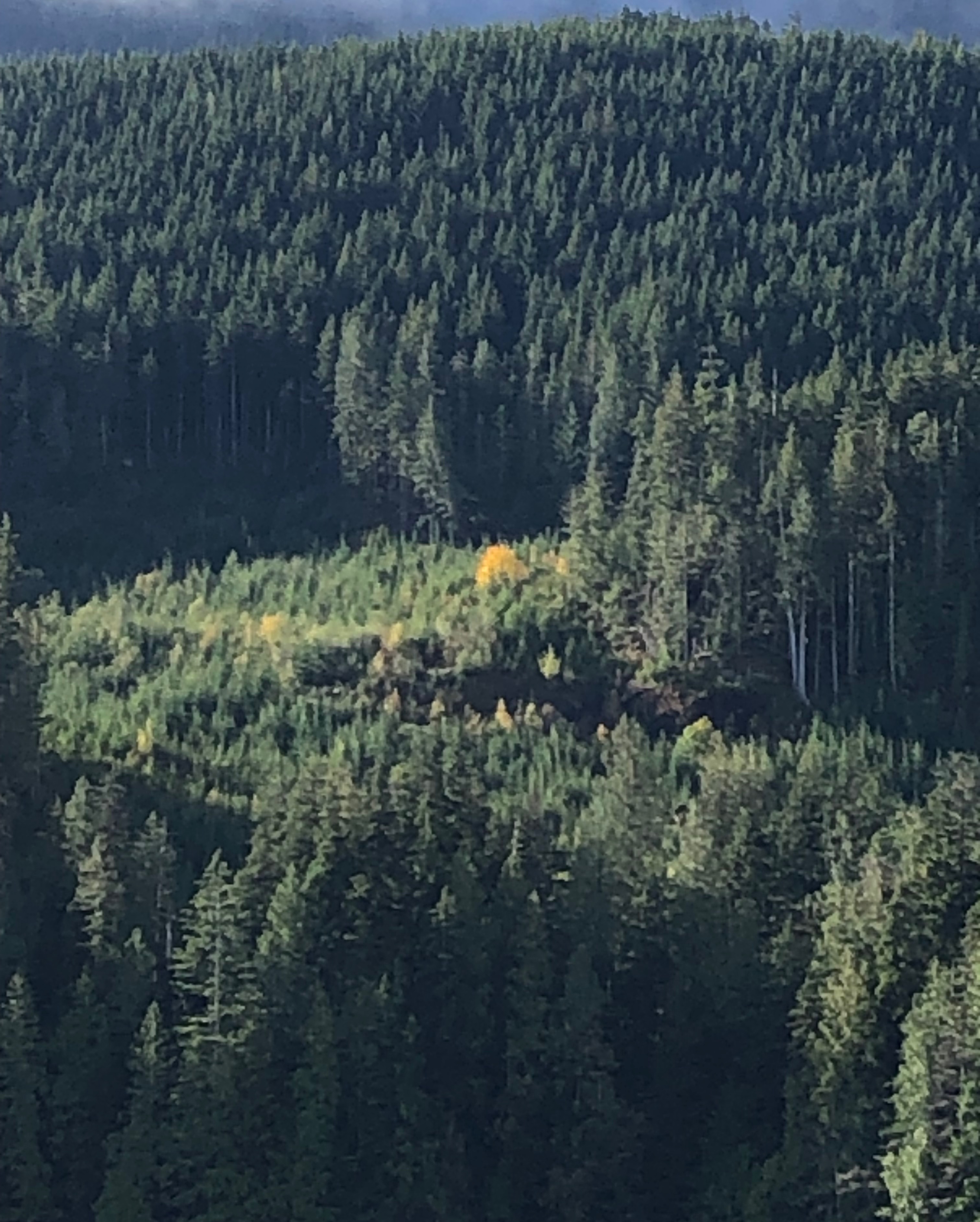 Native Plant Nursery – ELLAMAR FARM & NURSERY